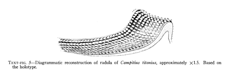 头足纲小传（29）瑕光微明：头足纲的起源，奈特氏锥 Knightoconus - 知乎