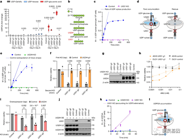 Nature | 糖核苷酸代谢治疗肿瘤新靶点 - 知乎