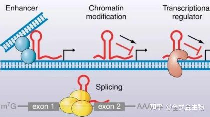 LncRNA的作用机制及研究方法 - 知乎