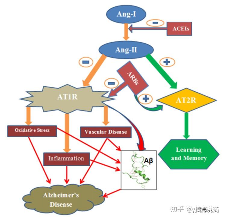 《爱求索》之血管紧张素AT1和AT2受体在疾病中的作用 - 知乎