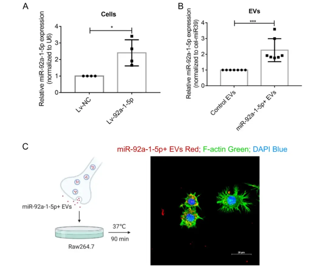 小布解读 |一文带你了解稳转细胞系的构建 - 知乎