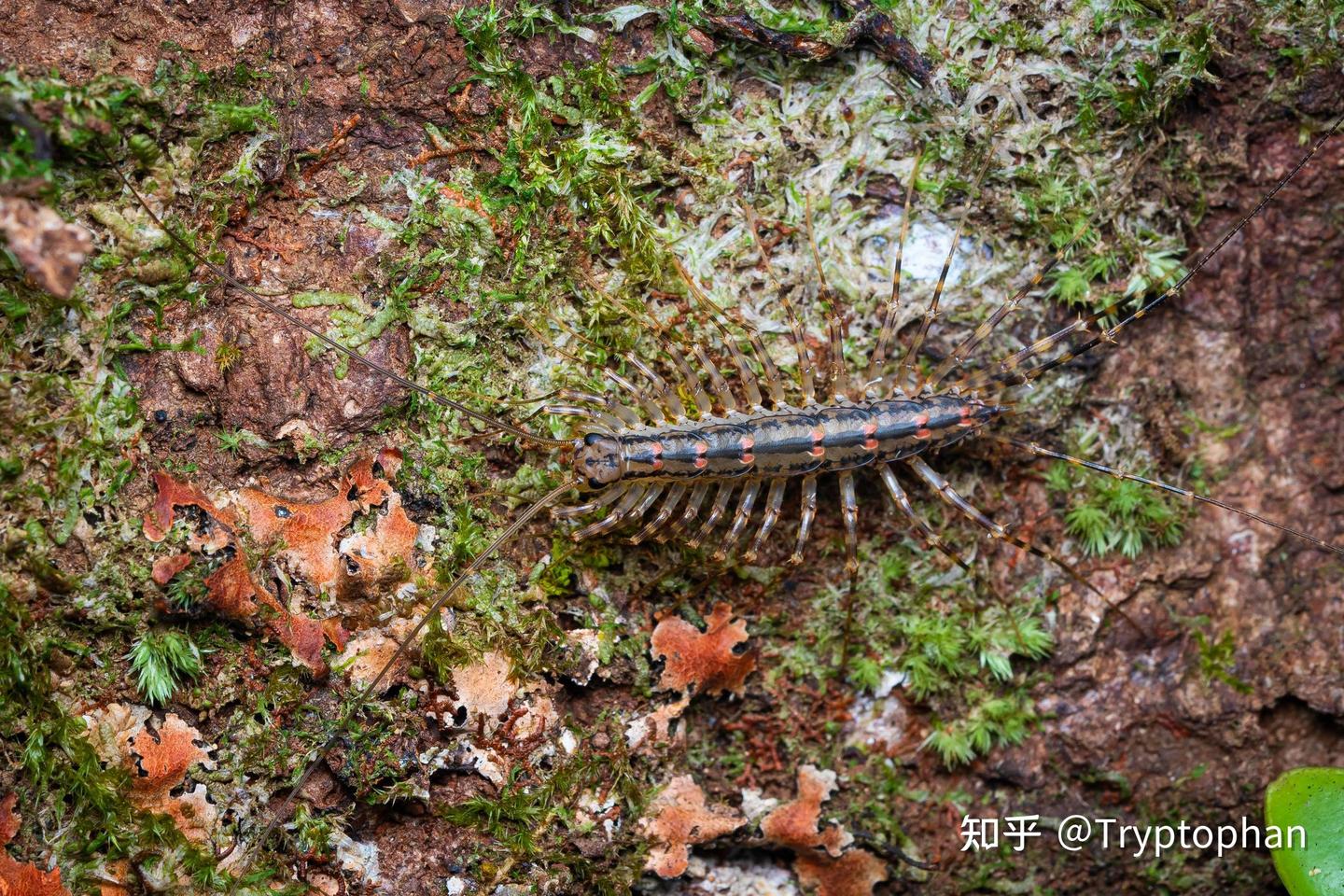 【Scutigeromorpha 】世界蚰蜒属征译名 分类 图鉴 - 知乎
