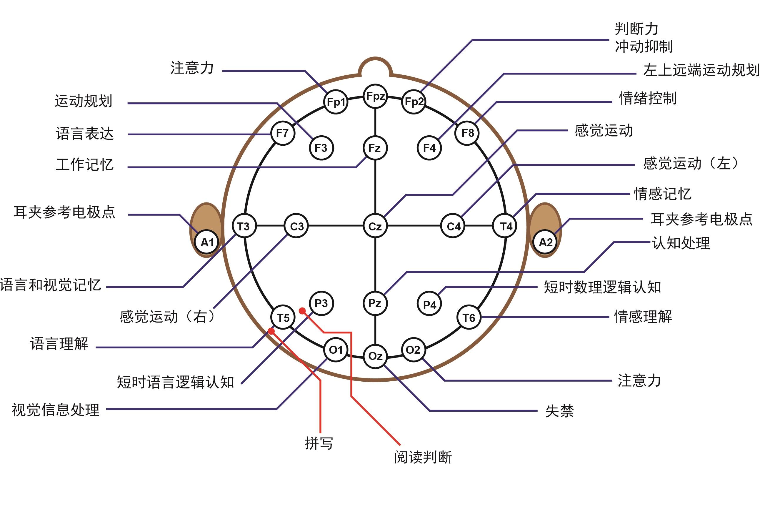 基于脑电波（EEG）的脑机接口（BCI）技术、应用及投资分析(1)-概述 - 知乎