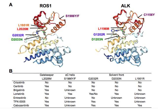 肺癌ROS1基因突变的靶向治疗进展 - 知乎