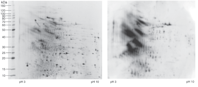 HCP抗体覆盖率验证解决方案（二）AAE-2D&MS - 知乎