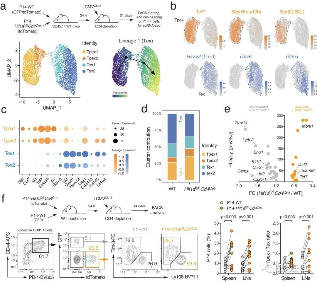Nat Comm | 线粒体功能障碍引起的T细胞耗竭 - 知乎
