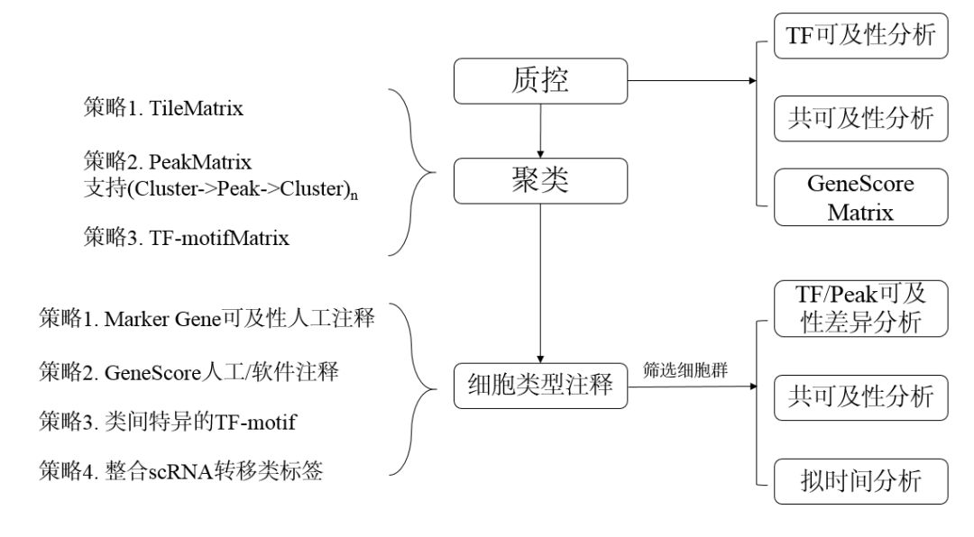 实用指南丨scATAC 基本分析思路介绍 - 知乎