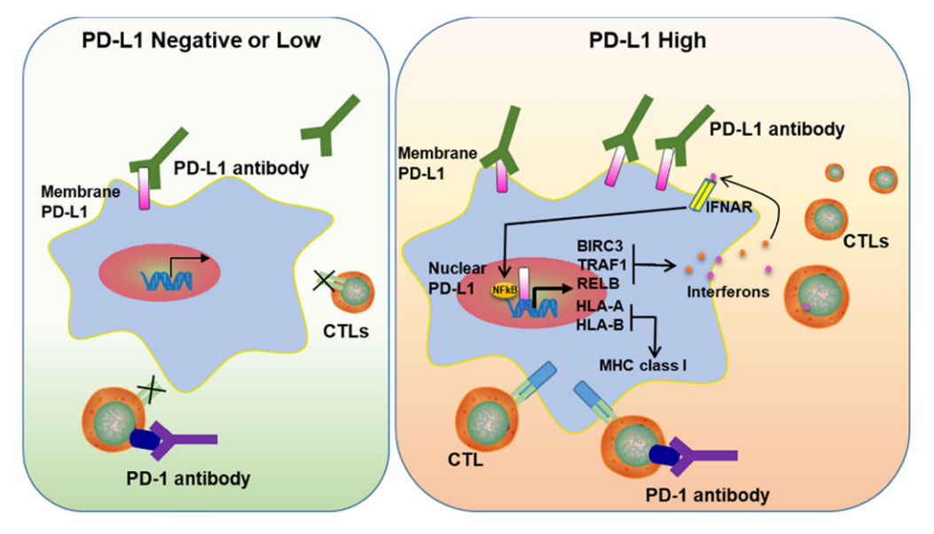Nature子刊：到底是促癌还是抑癌？PD-L1还有不为人知的一面 - 知乎