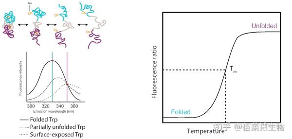 nanoDSF 微量差示扫描荧光法表征蛋白配体互作 - 知乎