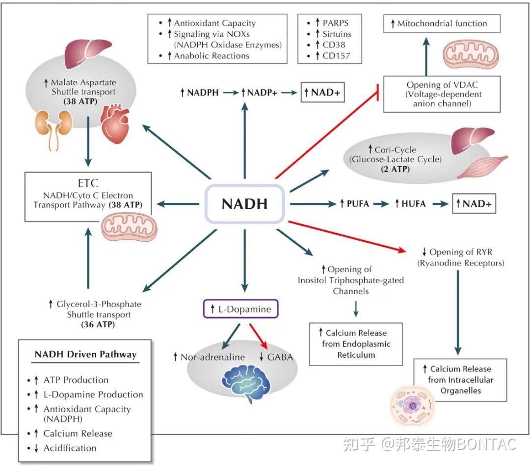 长达55页！关于NADH：这篇新文献综述说透了，值得收藏！ - 知乎