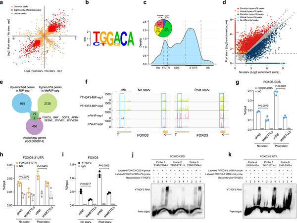 Nat Commun︱肖东/孙妍课题组合作揭秘RNA表观遗传修饰调控自噬的新机制 - 知乎
