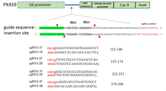 【对症创药】CRISPR-Cas9在治疗β-地中海贫血疾病中的应用 - 知乎