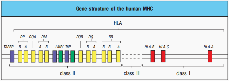MHC分子：免疫系统的桥梁——探索守护者背后的秘密 - 知乎