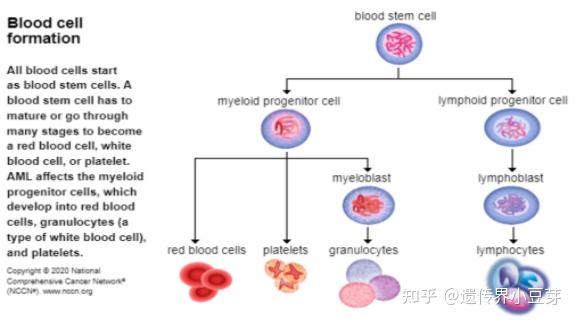 AML—分类概述 - 知乎
