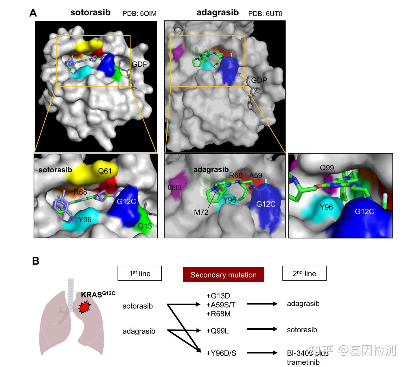 KRAS继发性突变导致对KRAS G12C抑制剂-Sotorasib和Adagrasib的获得耐药性 - 知乎
