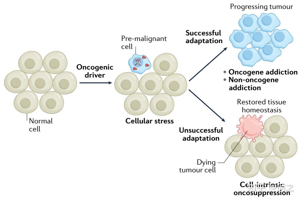 Nature Reviews Drug Discovery综述 | 靶向“oncogene”和“non-oncogene addiction ...