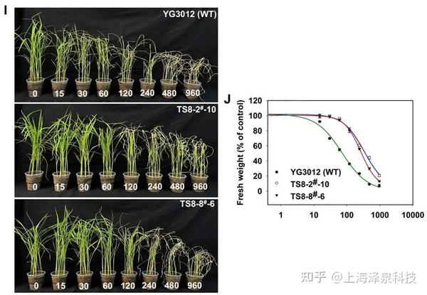 Plant Commun.: CRISPR/Cas9介导的水稻OsHPPD基因3'-UTR编辑创制水稻除草剂抗性新种质 - 知乎
