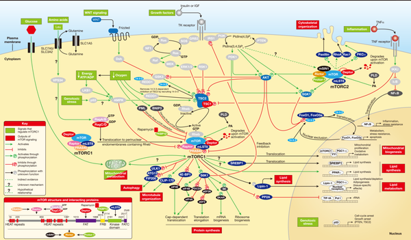 干货 | 揭开mTOR神秘面纱 - 知乎