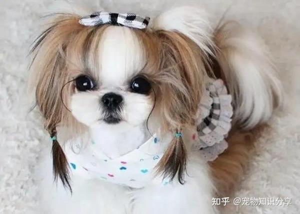十种最好养的小型犬，小型犬排名前10名！ - 知乎