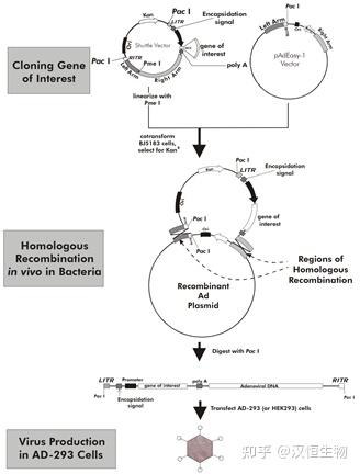 带你全面了解腺病毒(adenovirus, Ad)包装体系之包装系统 - 知乎