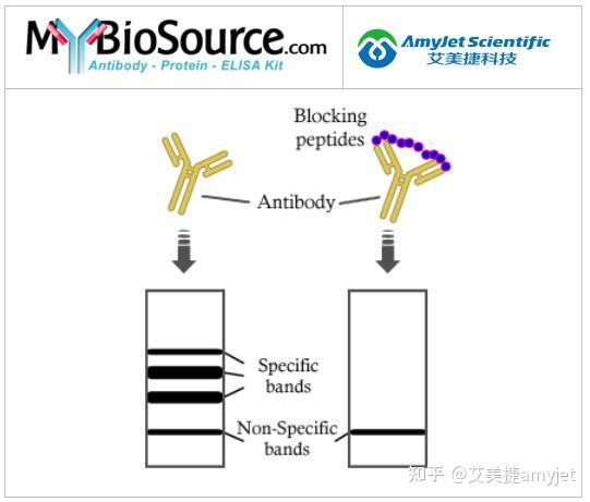 MyBioSource CACNA1H 封闭肽相关研究 - 知乎