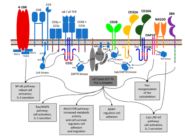 相同信号、不同命运，CD28 CAR-T和4-1BB CAR-T的差异根源 - 知乎