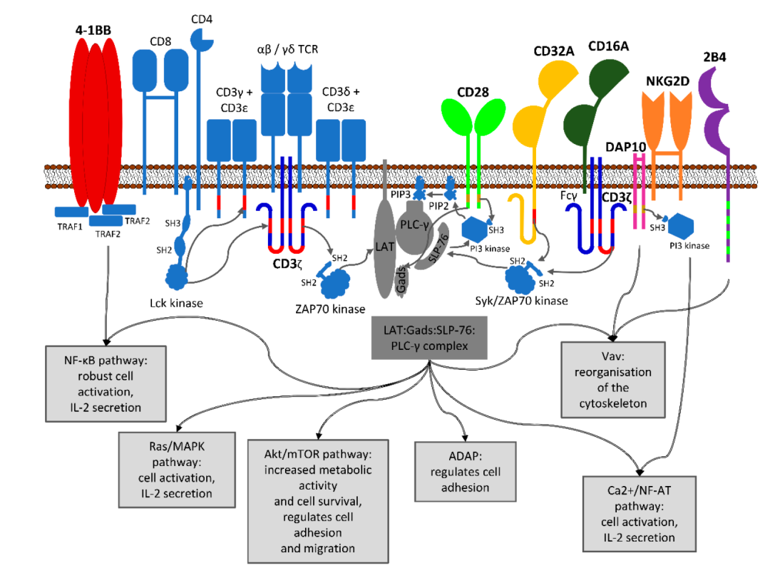 相同信号、不同命运，CD28 CAR-T和4-1BB CAR-T的差异根源 - 知乎