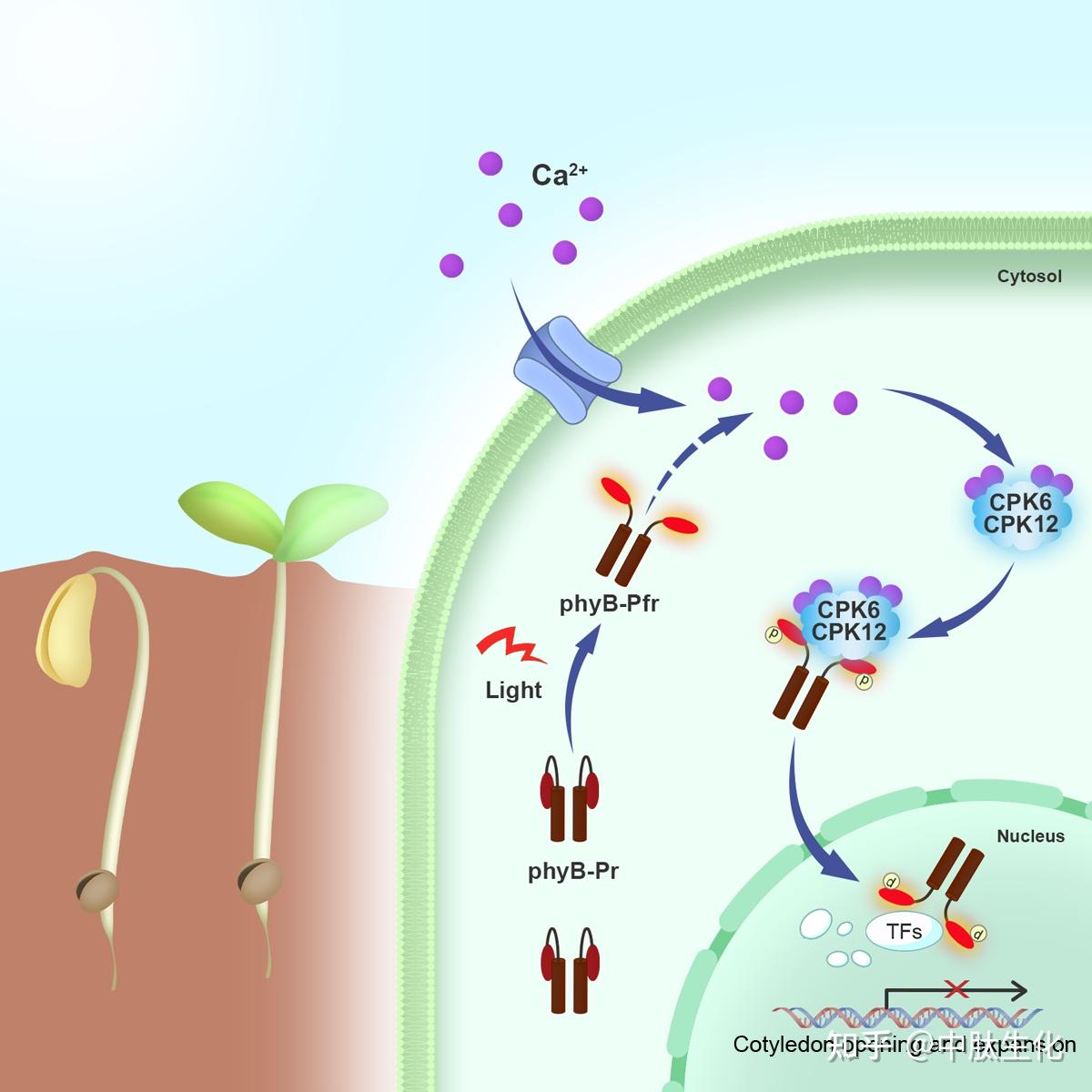 Cell：研究揭示植物光温受体phyB的入核调控机制 - 知乎