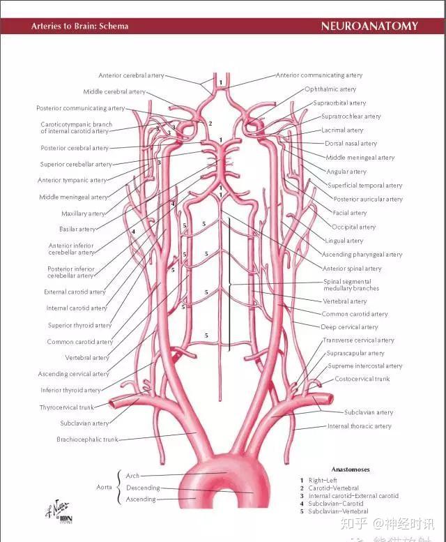 Netter脑血管解剖（精美原版高清彩色大图）二 - 知乎