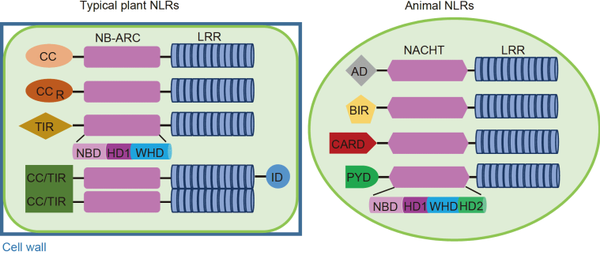 清华大学柴继杰研究组发表“动植物NLR免疫受体的分子结构和功能机制”综述文章 - 知乎