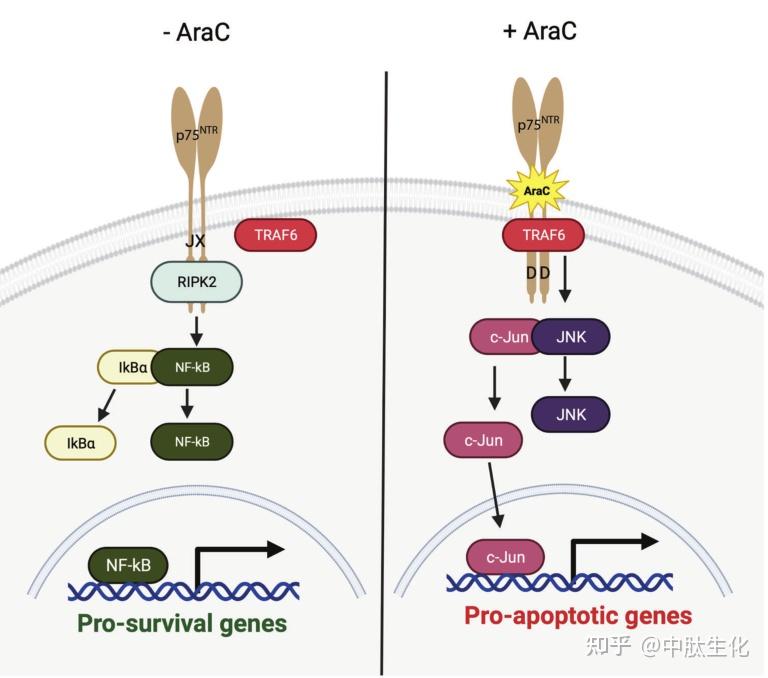 Cell Death And Disease P75NTR cell-death-and-disease-p75ntr