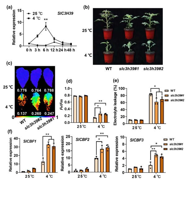 RIP-seq项目文章｜New Phytol发表番茄耐寒的转录后调控机制 - 知乎