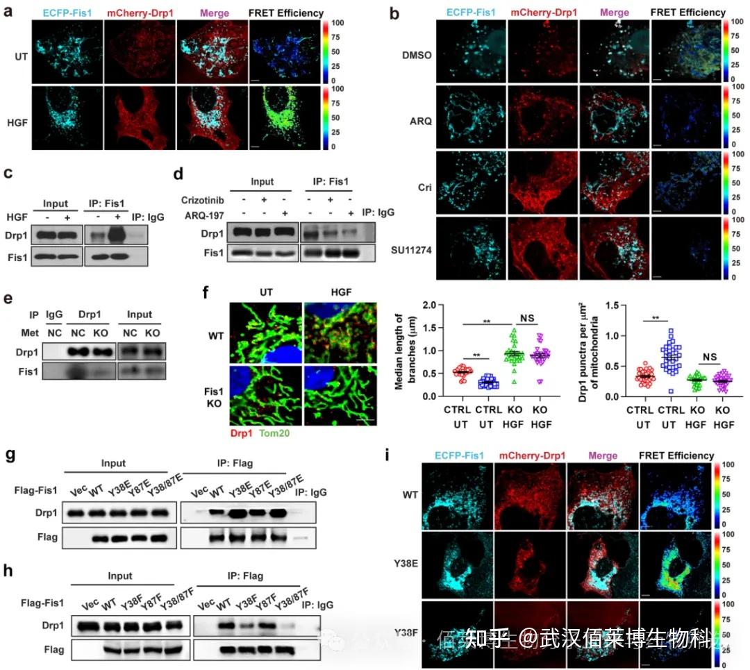 细胞内蛋白相互作用检测：FRET荧光共振能量转移实验 - 知乎