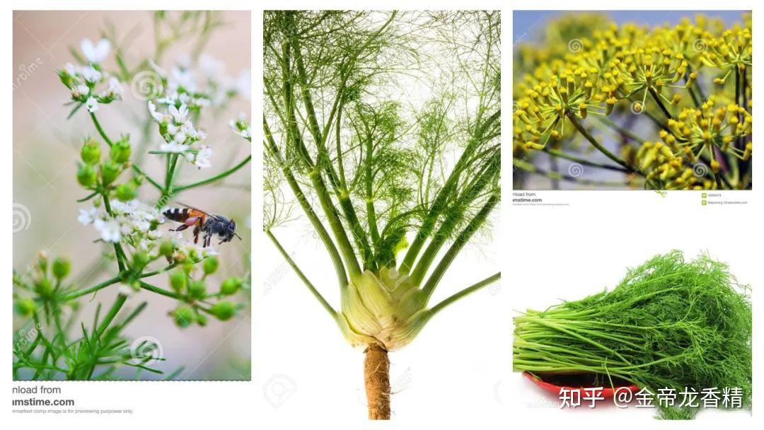 香精与香料(136)—小茴香(Fennel) - 知乎
