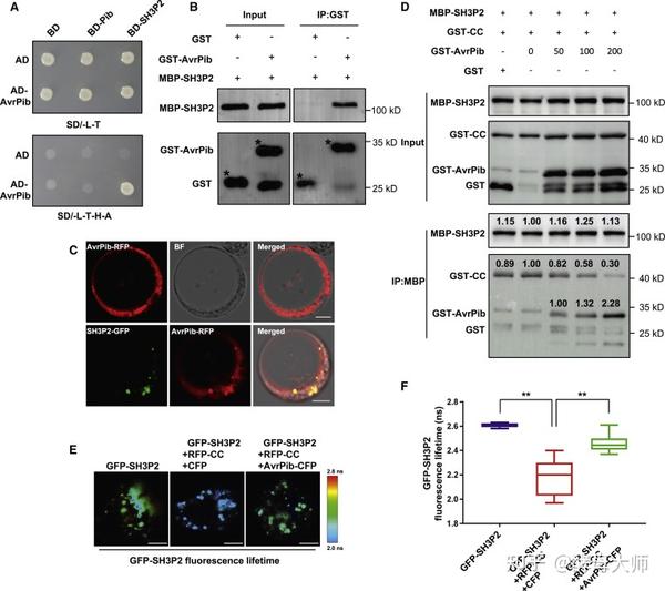 MOL PLANT|福建农林大学研究团队揭示SH3P2 可与Pib和AvrPib 相互作用，抑制水稻中效应子触发的 Pib介导的免疫力 - 知乎