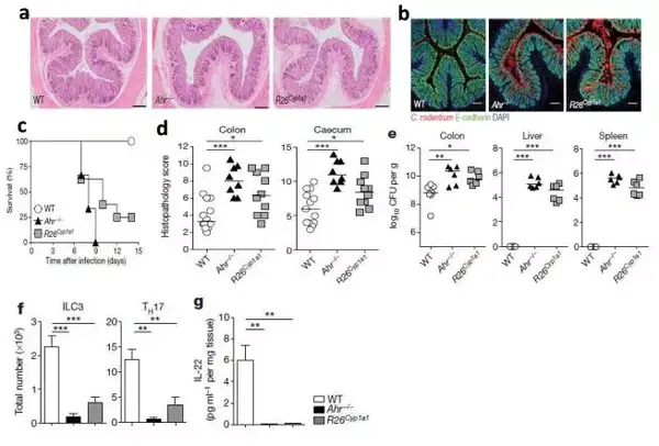经典文献回顾--AHR信号的反馈控制调节肠道免疫 - 知乎