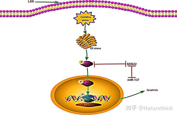 MiR-137 通过 JNK/AP-1 信号通路调节低强度剪切应力诱导的人主动脉内皮细胞凋亡 - 知乎