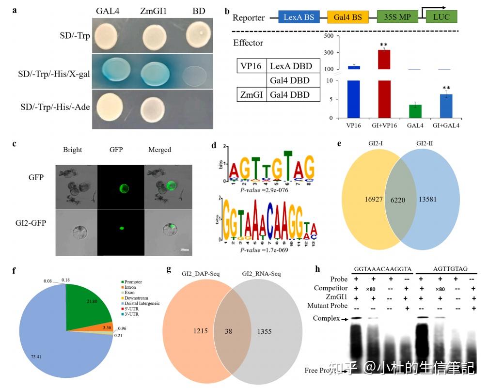 DAP-seq测序（DNA亲和纯化测序）！ - 知乎
