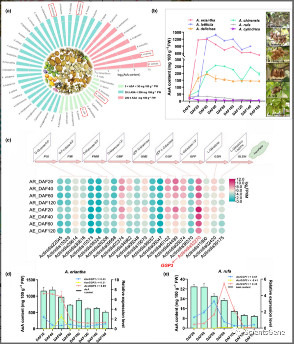 【New Phytol】猕猴桃MYBS1和GBF3转录因子通过激活半乳糖磷酸化酶的转录来影响抗坏血酸的生物合成 - 知乎