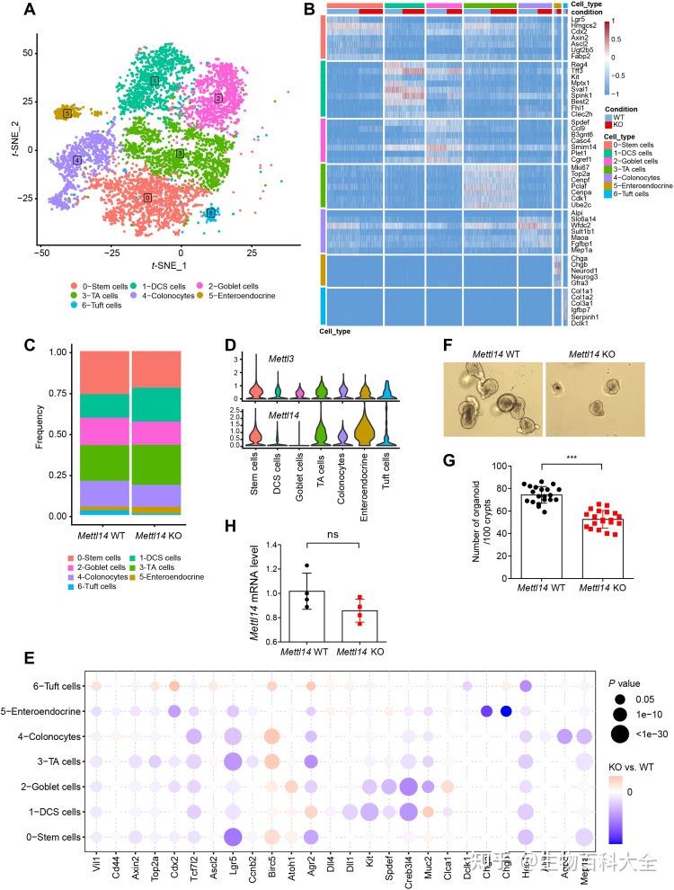 文献解读|m6A通过NF-κB调控结肠细胞稳态 - 知乎