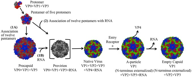 警惕!洪涝灾害后，谨防手足口病元凶：肠道病毒71型（EV71） - 知乎