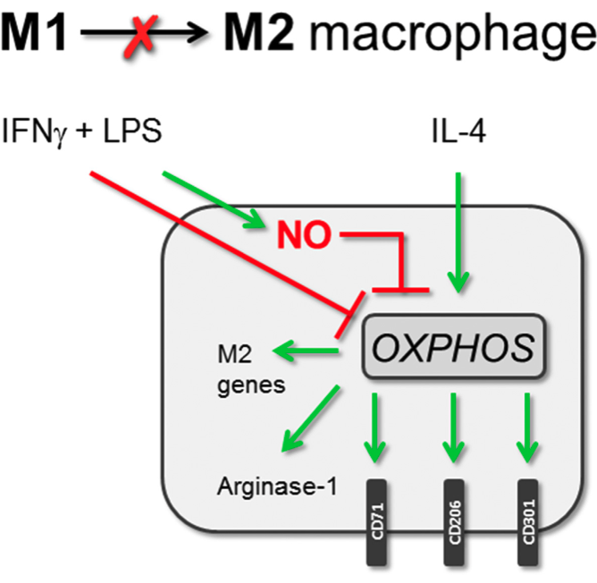 Cell Reports 丨M1&M2 巨噬细胞极化的转换 - 知乎