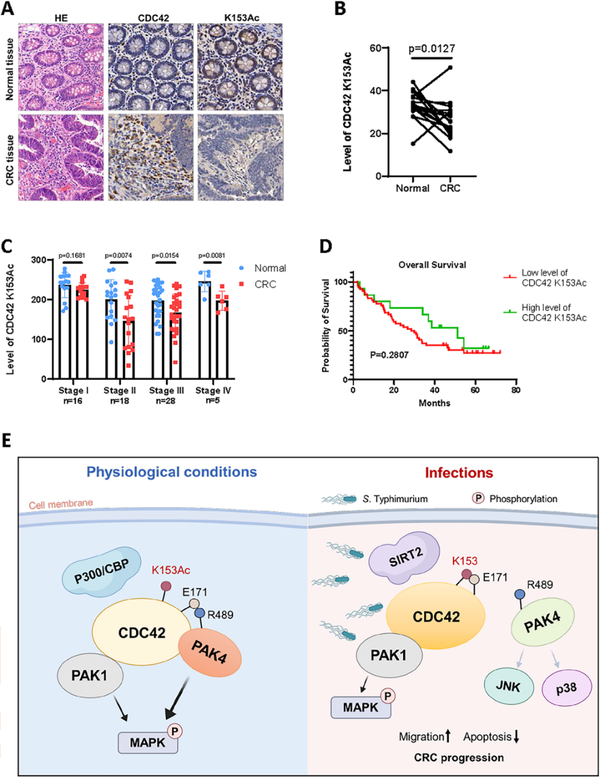 PLoS Pathog︱上海交通大学姚玉峰/卢捷课题组合作发现病原菌可通过调节宿主CDC42乙酰化修饰促进结直肠癌发生发展 - 知乎