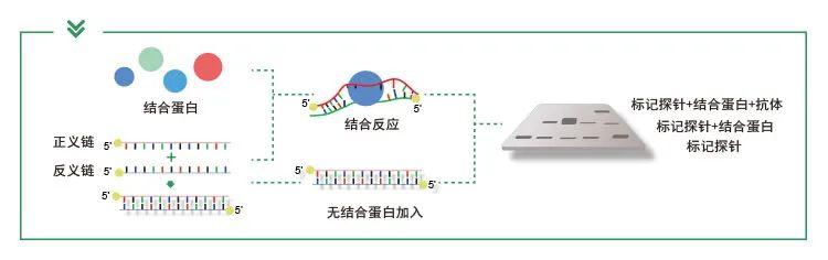 EMSA实验详解 - 知乎