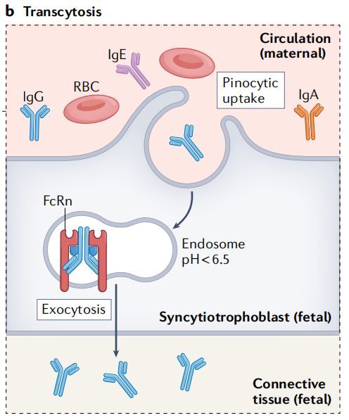 【Nature Reviews】综述: 进入新生儿Fc受体(FcRn)的治疗时代 - 知乎