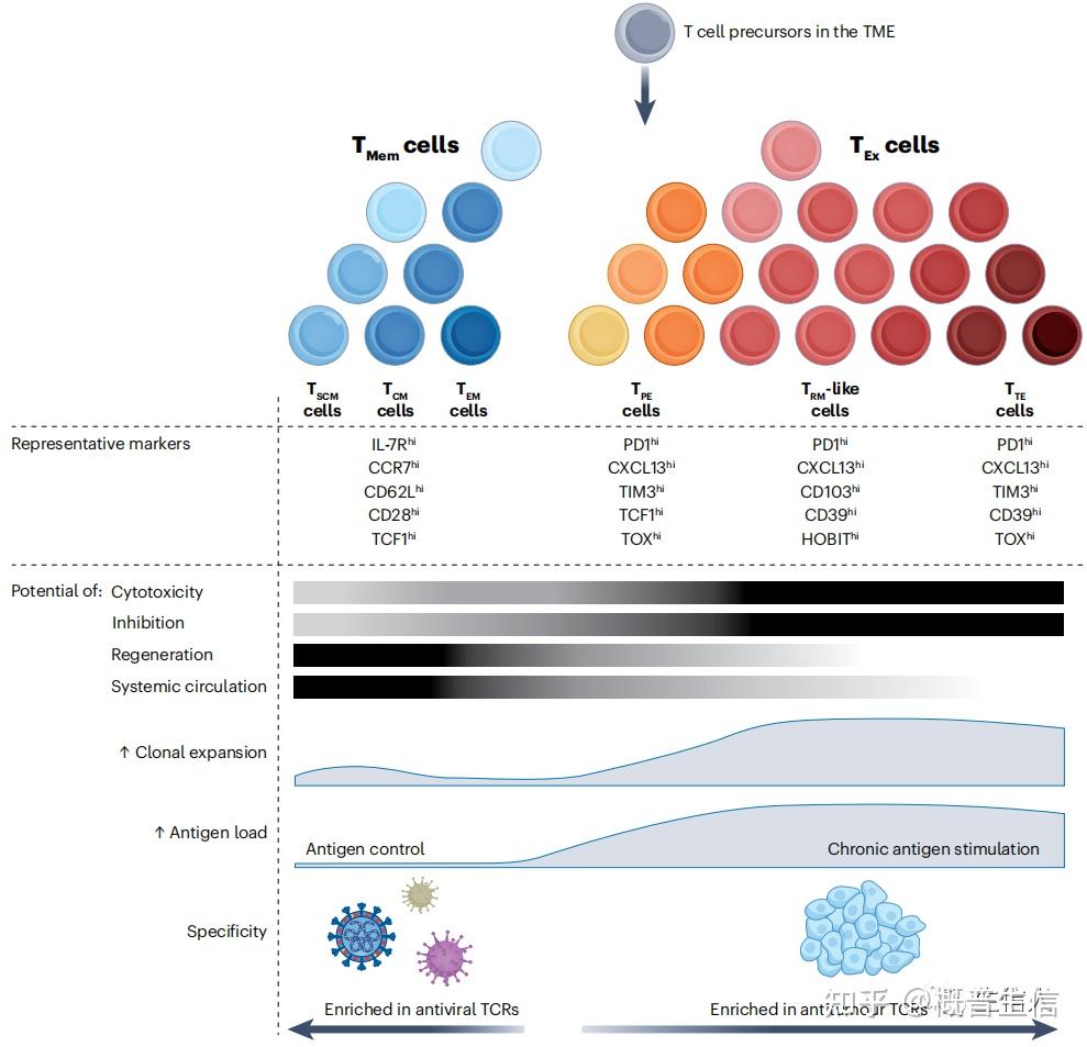 Nature Reviews Cancer | 一文了解杀伤T细胞详细分类及目前T细胞免疫疗法进展 - 知乎
