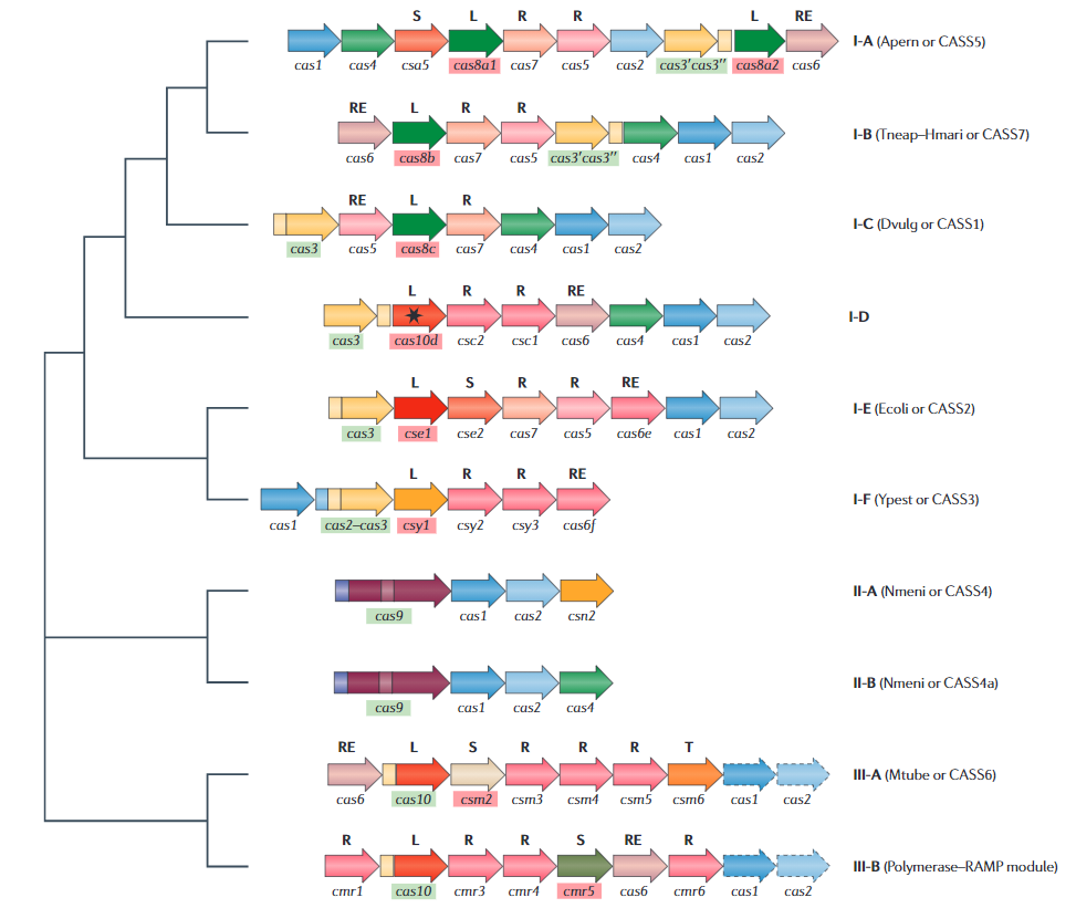 Cas Protein - Cas9蛋白作用机制详解 - 知乎