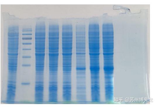不会吧，蛋白质染色你还在用考马斯亮蓝？ - 知乎
