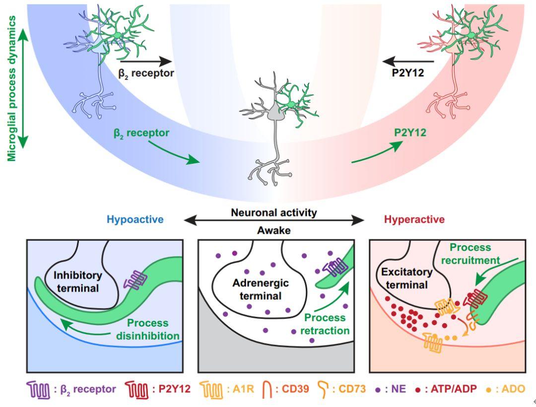 Trends Neurosci：小胶质细胞调节成年大脑神经环路和行为研究进展 - 知乎