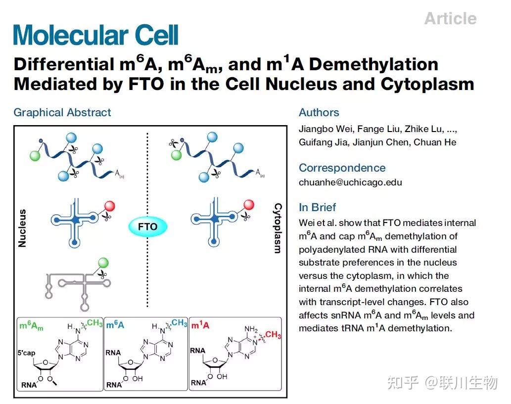 m6A去甲基化酶FTO的难产之路 | m6A八卦故事 - 知乎